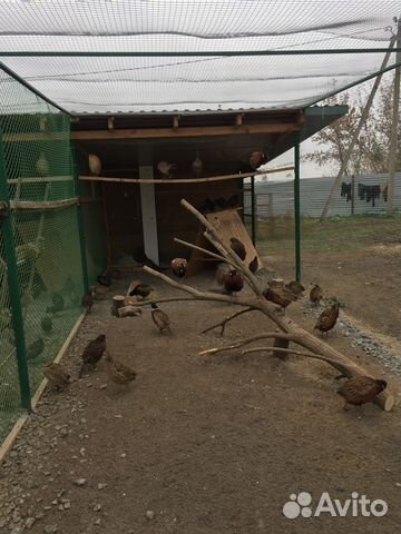 Фазанята