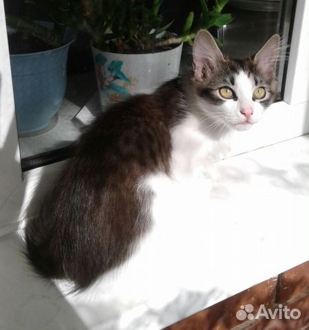 Плюшевые, дымчато-полосатые котята в добрые руки