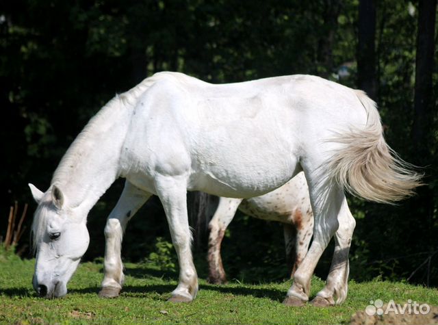 Продам кобылу
