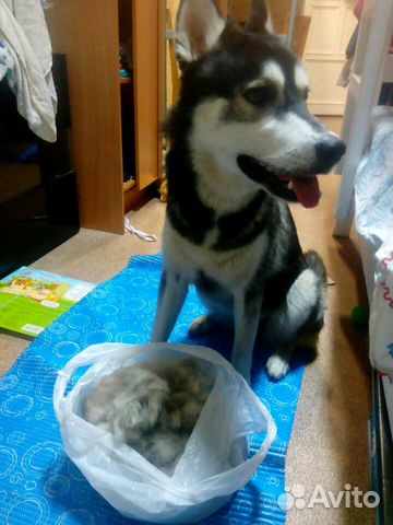 Шерсть Сибирской хаски