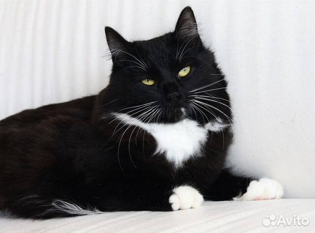 Волшебная Баффи, 1 год, Москва