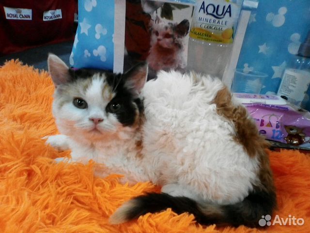 Ванесса Парадайз Керли Астра кудрявая