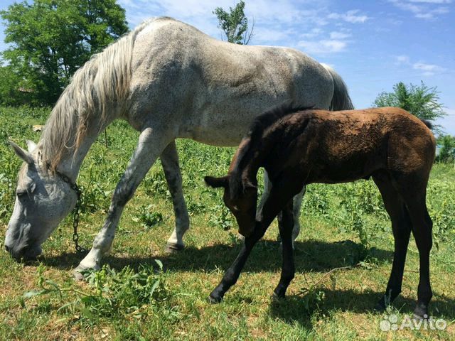 Продаю лошадь с жеребёнком
