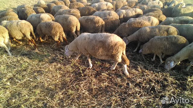 Продаются овцы, ягнята, оптом