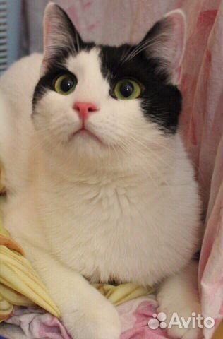 Котик в добрые руки