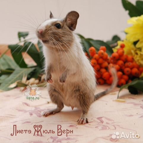 Цветные дегу из домашнего питомника