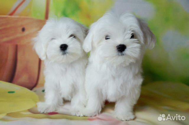 Белоснежные Мальтезе с док. РКФ