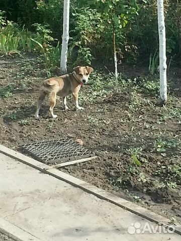 Метис чиха и джек рассела