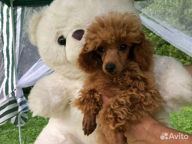 Карликовые пудели