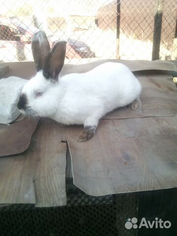 Вязка, наш самец калифорниец