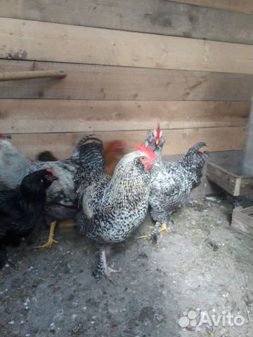 Петухи молодые 4месяца