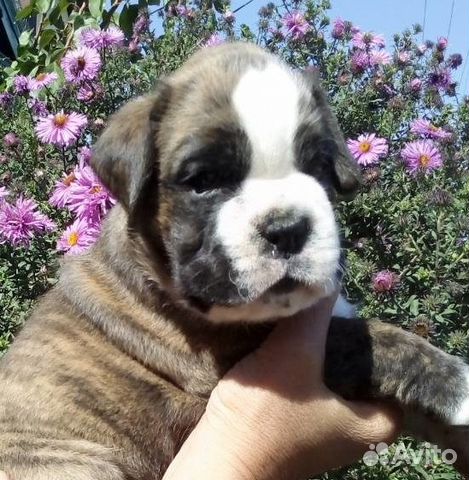 Малыш нем. боксера