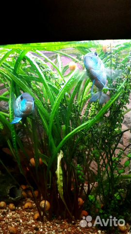 Аквариумная рыба нанокара цихлида с хвостом 10см