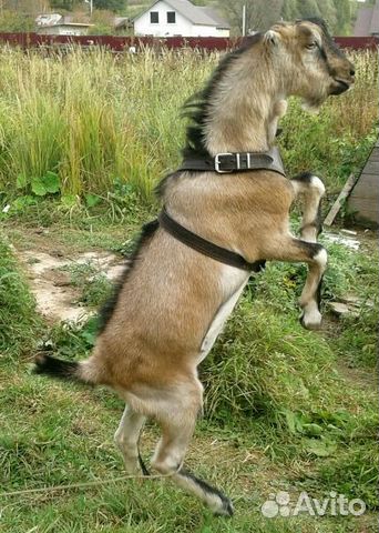 Услуги козла Ламанча