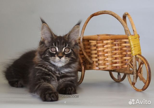 Кошечка Мейн кун для разведения