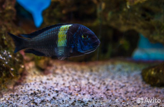 Трофеус Дюбуа (звездчатый) Масва, Альтолампрологус