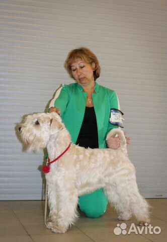 Подрощенная девочка Пшеничного терьера