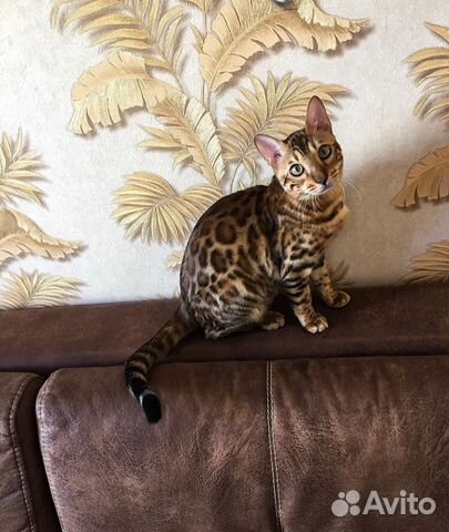 Бенгальские котята