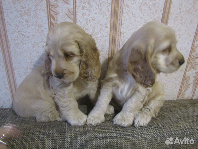 Щенки английский кокер-спаниель