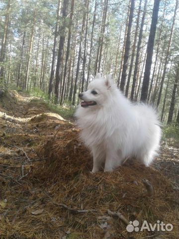 Японский шпиц для вязки