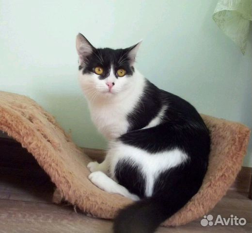Котенок-подросток Лемура, 6 месяцев