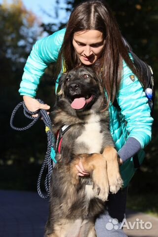 Совершенно шикарная собака