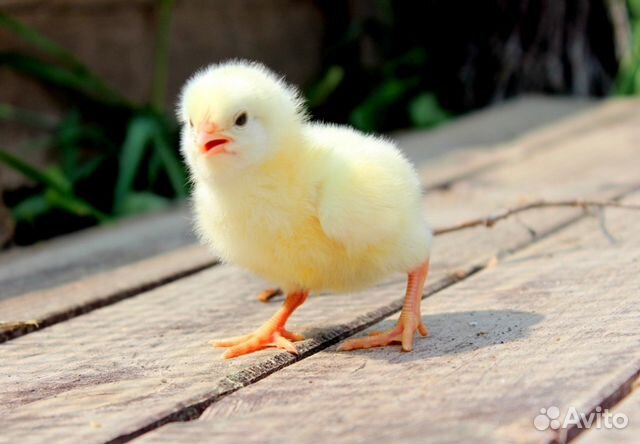 Цыплята кобб500 Чехия запись на апрель