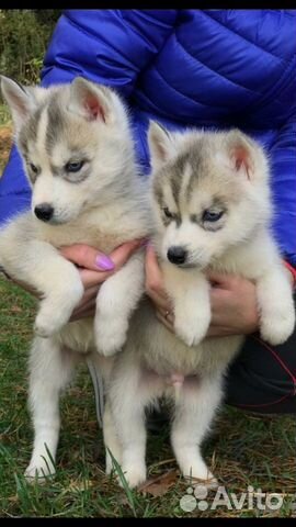 Щенки хаски, 2мес, питомник