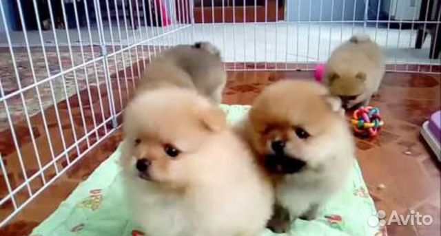 Мишки-малышки топтыжки