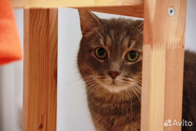 Серебряный Барс в дар