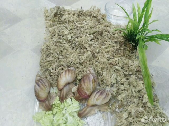 Улитки Ахатина, взрослые