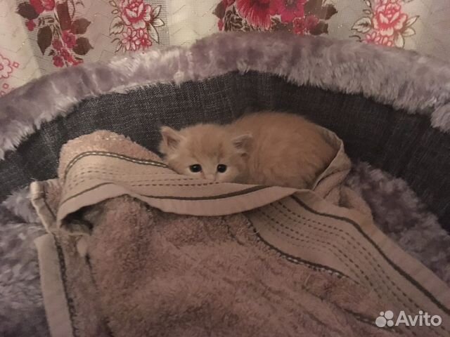 Милый котёнок Отдаем даром