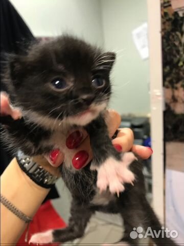 Милаха в добрые руки