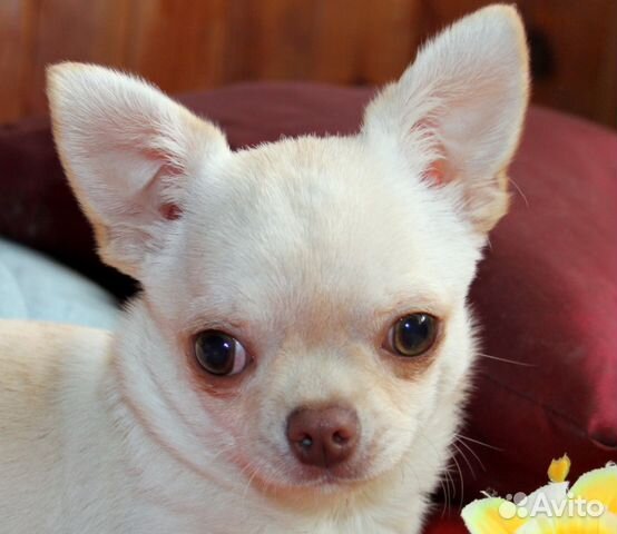 Детки-Конфетки