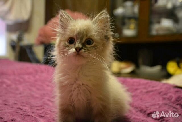 Невская маскарадная котенок девочка 2мес
