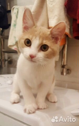 Котенок Амазонка нежное солнышко