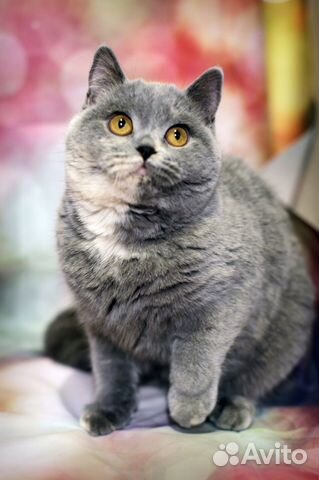 Британская девочка