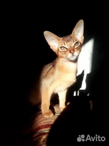 Элитные абиссинкие котята