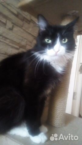 Молодой котик в хорошие руки даром)