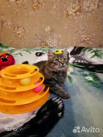 Маленькая Машенька ищет семью