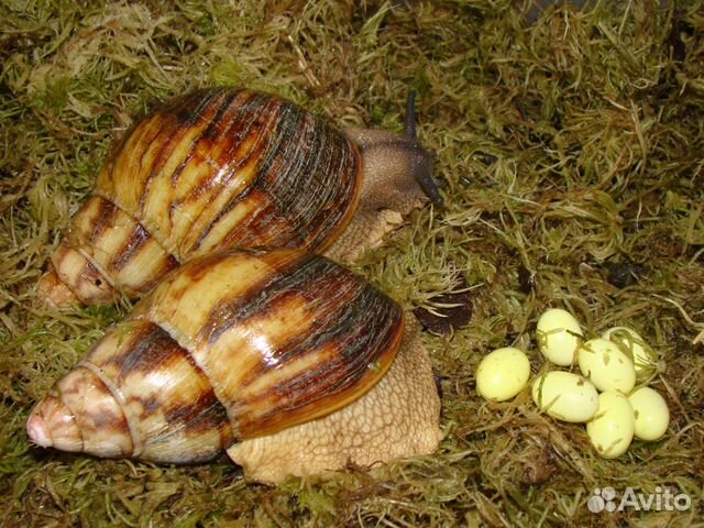 Архахатины, ахатины