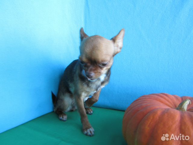 Девочки, красавицы и умницы