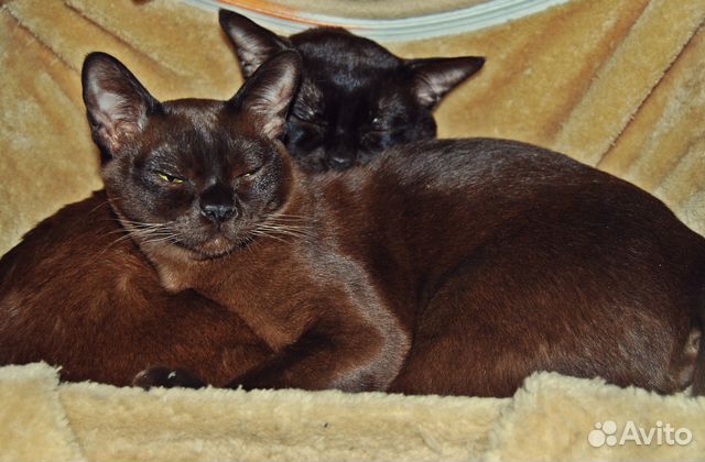 Бурманские котята. Европейская бурма