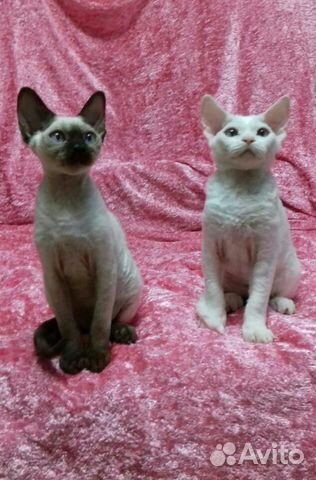 Семья эльфов