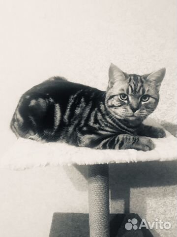Вязка шотландец скоттиш-страйт