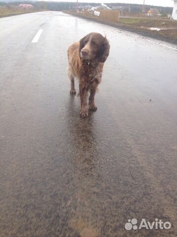 Найден кокер-спаниель