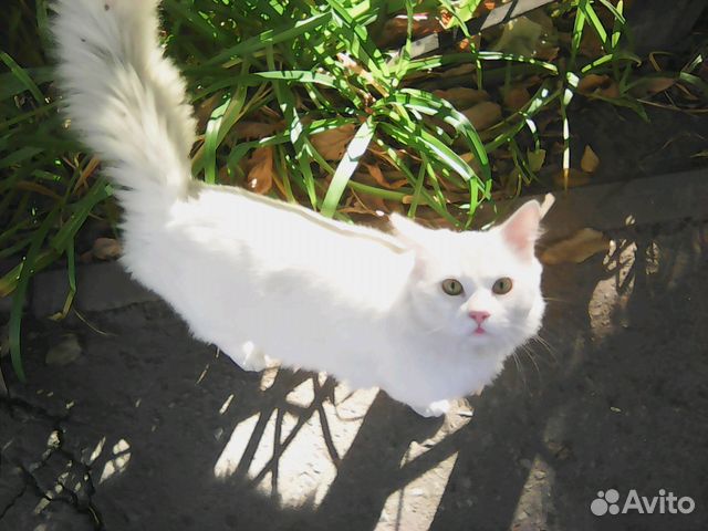 Кошечка Ангорка