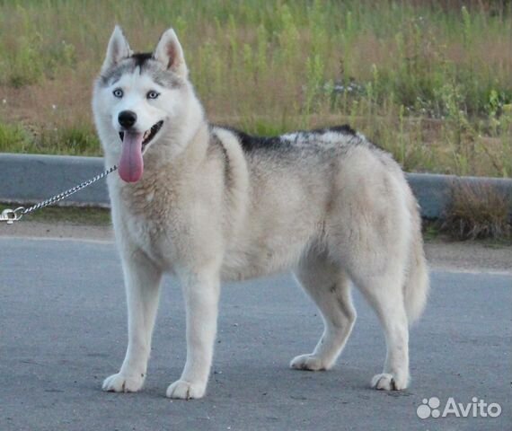 Хаски серо-белая девочка. в дар
