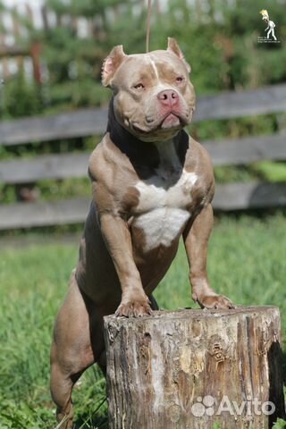 Американский Булли чр, чп кобель вязка