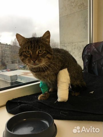 Кот Василий ищет дом